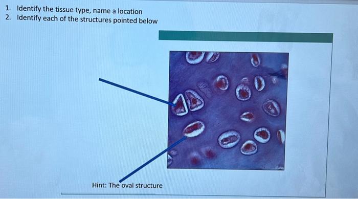 Solved Identify the name of each of the following tissue | Chegg.com