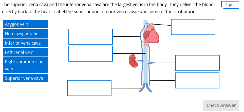 Solved The superior vena cava and the inferior vena cava are | Chegg.com