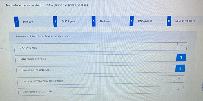 Solved Match the enzymes involved in DNA replication with | Chegg.com