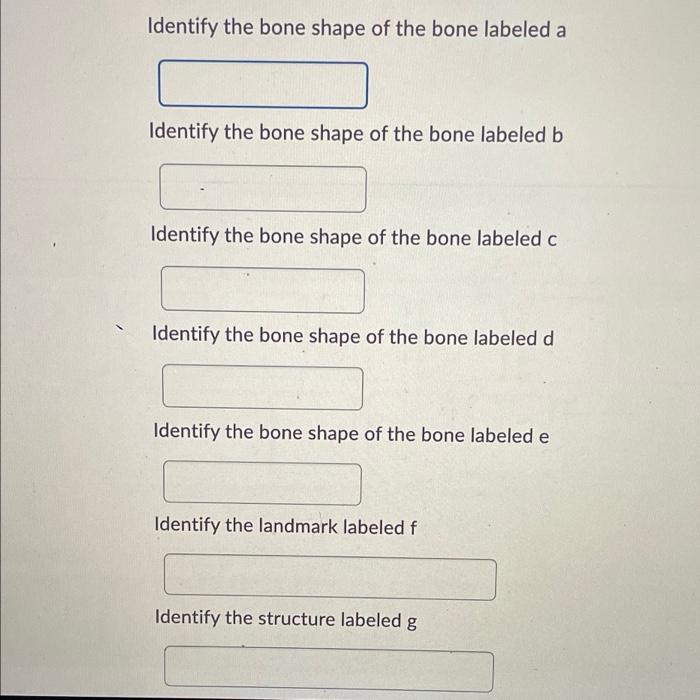 Solved C b 8 a e d Identify the bone shape of the bone | Chegg.com