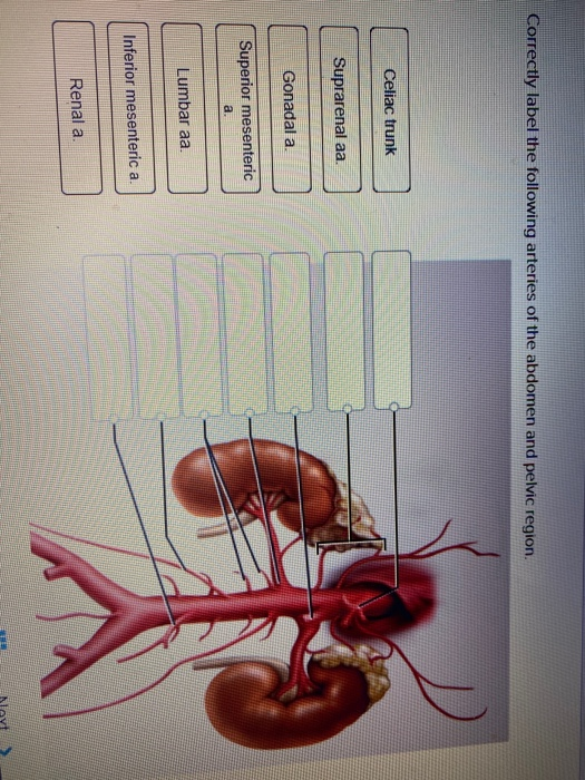 Solved Correctly label the following arteries of the abdomen | Chegg.com