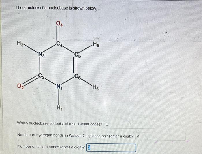 Solved The structure of a nucleobase is shown below. Which | Chegg.com