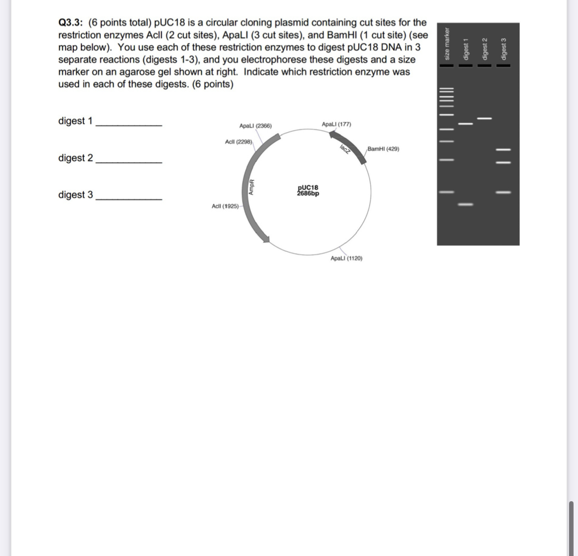 Q3.3: (6 ﻿points total) ﻿pUC18 ﻿is a circular cloning | Chegg.com