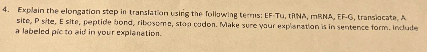 Solved Explain the elongation step in translation using the | Chegg.com