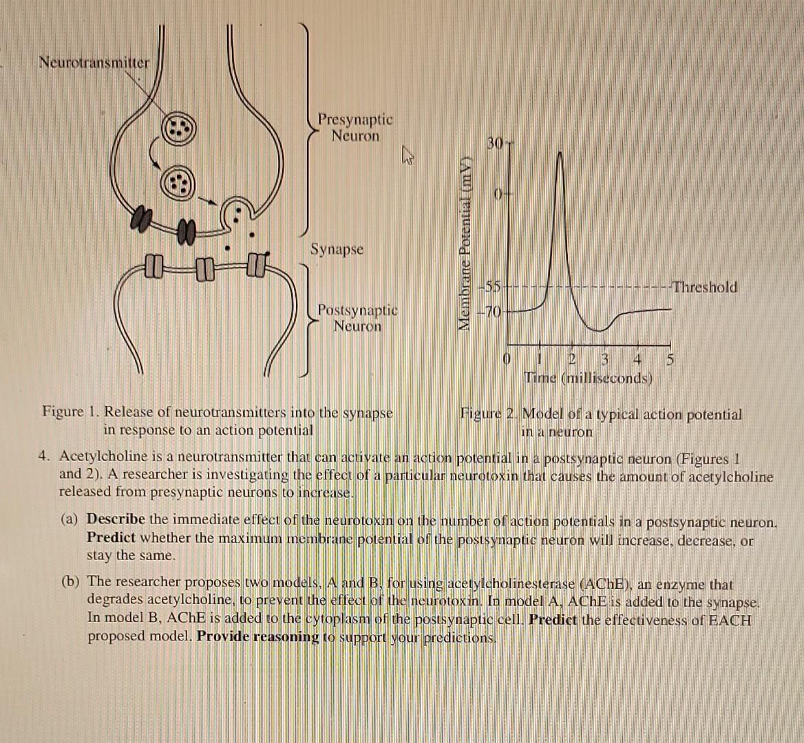 Solved Figure 1. Release of neurotransmitters into the | Chegg.com