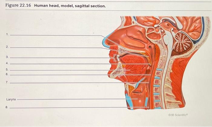 Solved 1Figure 22.16 Human head, model, sagittal section. | Chegg.com