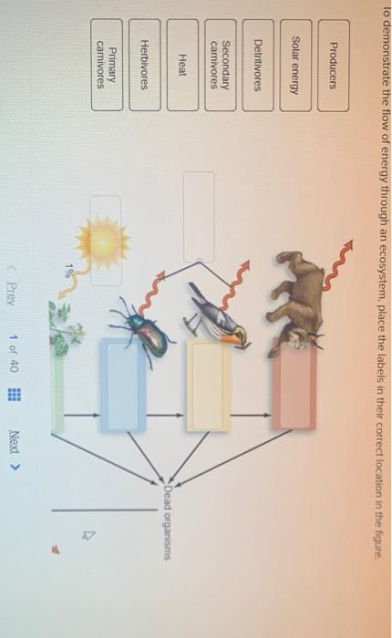 Solved to demonstrate the flow of energy through an | Chegg.com