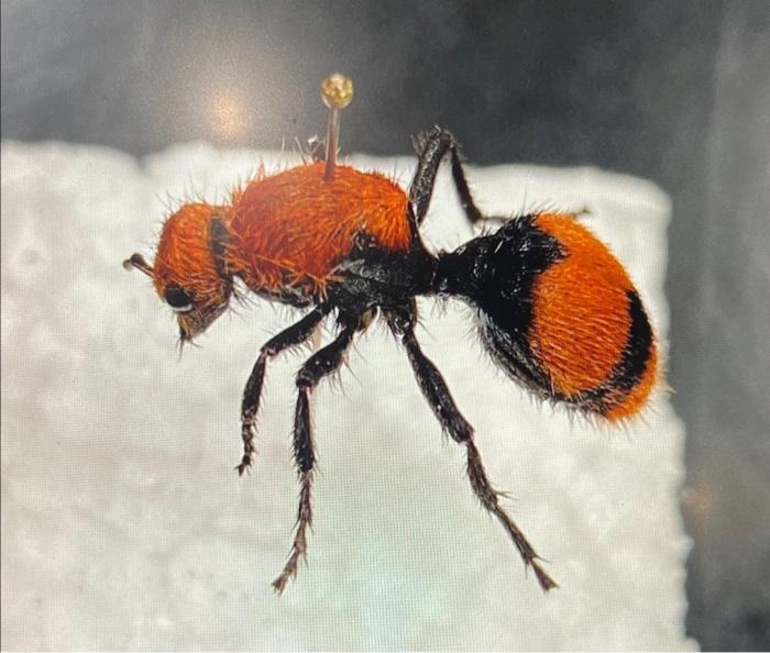 Solved what order are these insects | Chegg.com Solved what order are these insects | Chegg.com