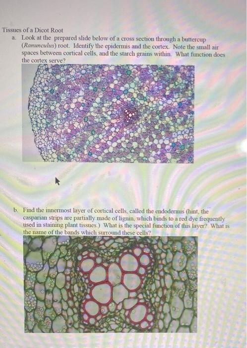 Solved Tissues of a Dicot Root a. Look at the prepared slide | Chegg.com