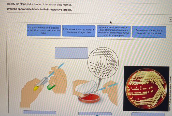Solved Identify the steps and outcome of the streak plate | Chegg.com