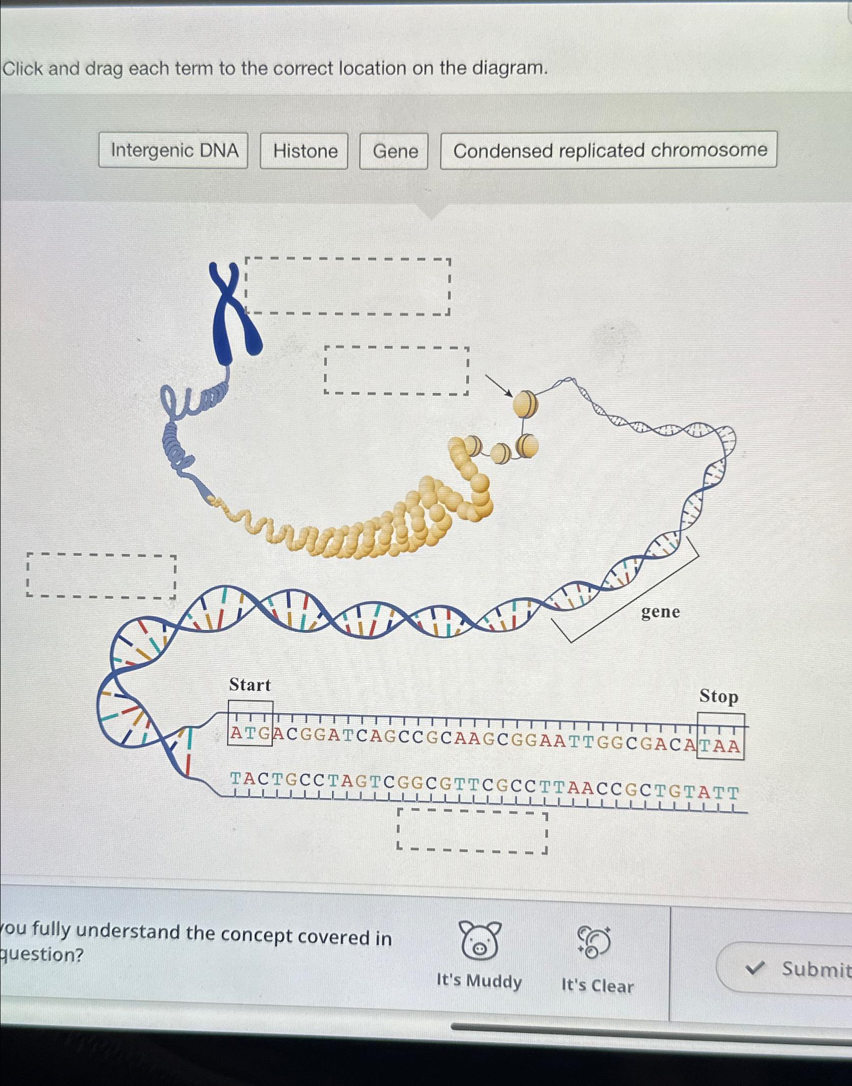 Solved Click and drag each term to the correct location on | Chegg.com