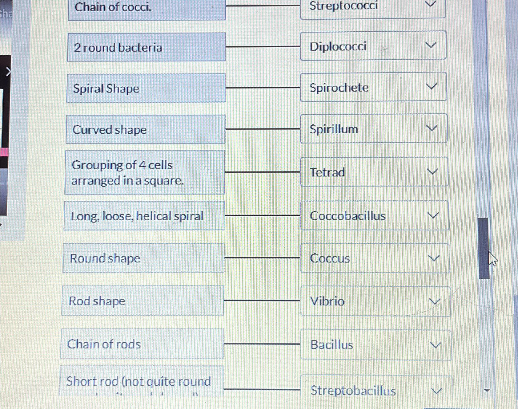 Solved Chain of cocci.Streptococci2 ﻿round | Chegg.com