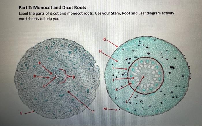 Root Diagram Monocot