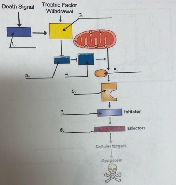 Solved Death Signal Trophic Factor Withdrawal 2. 1 1. 5. 3. | Chegg.com