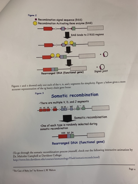 Solved 2. Some known mutations in RAG genes result in the | Chegg.com