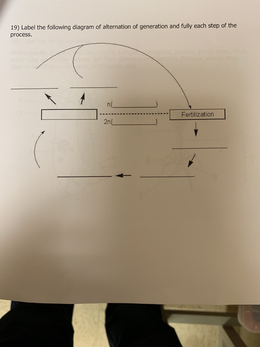 Solved 19) Label the following diagram of alternation of | Chegg.com