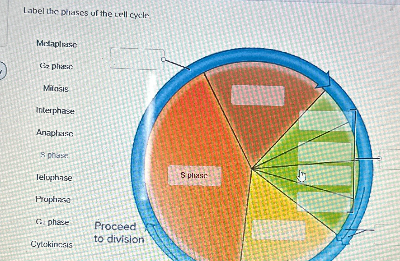 Solved Label the phases of the cell cycle. | Chegg.com