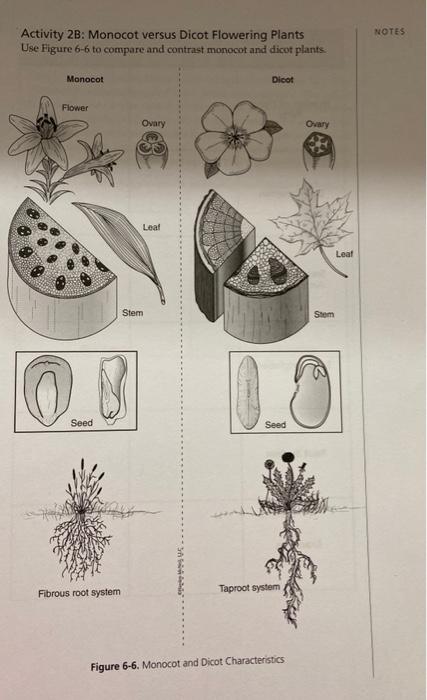 Solved NOTES Activity 2B: Monocot versus Dicot Flowering | Chegg.com
