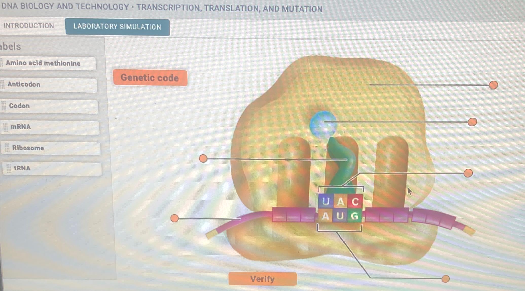 Solved Genetic code | Chegg.com Solved Genetic code | Chegg.com