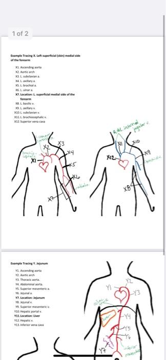 Blood Tracing and Map (50 pts): For the 4 locations | Chegg.com