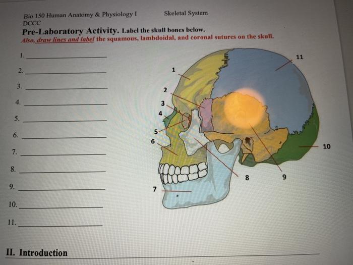 Solved Bio 150 Human Anatomy & Physiology I Skeletal System | Chegg.com