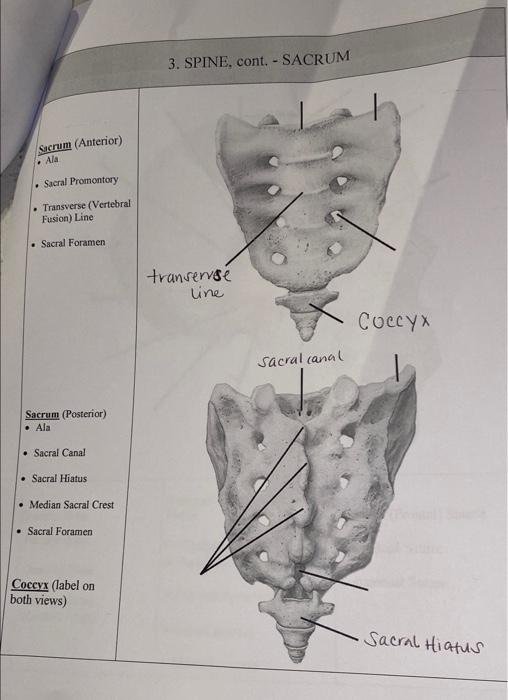 Solved 3. SPINE, cont. - SACRUM Sacrum (Anterior) . Ala . | Chegg.com