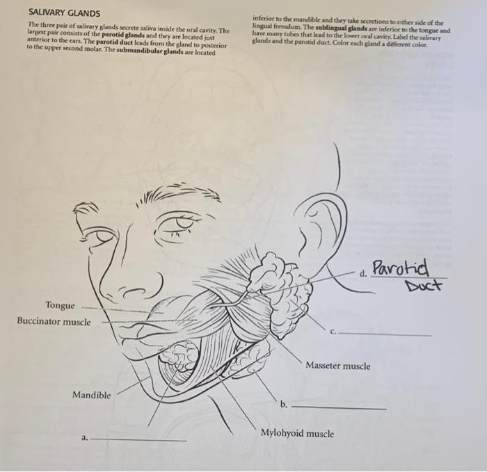 Solved SALIVARY GLANDS The three pair of salivary glands | Chegg.com