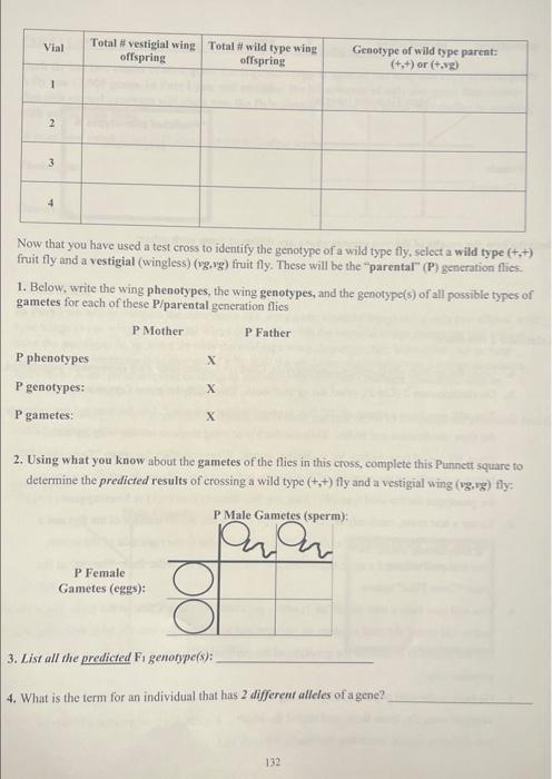 Solved Vial 2 3 Total # vestigial wing Total # wild type | Chegg.com