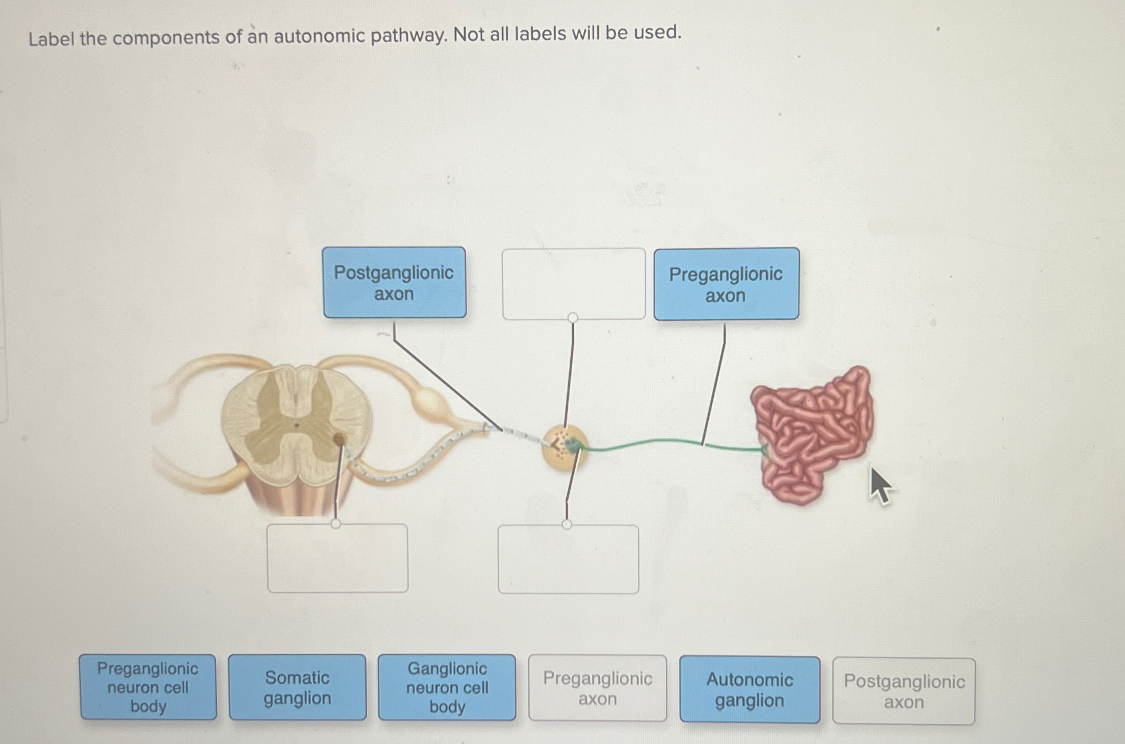 Label the components of an autonomic pathway. Not all | Chegg.com