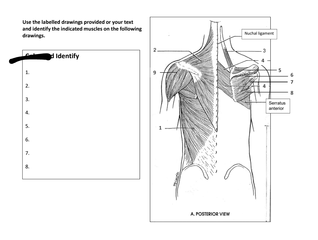 Solved 1- 5 3 PB Lewis army ac Deep Superficial Muscles that | Chegg.com