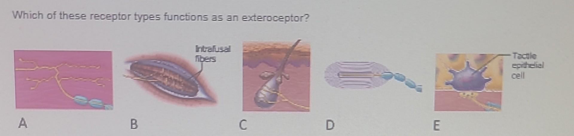 Which of these receptor types functions as an | Chegg.com