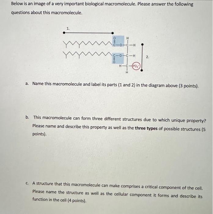 Solved Below is an image of a very important biological | Chegg.com