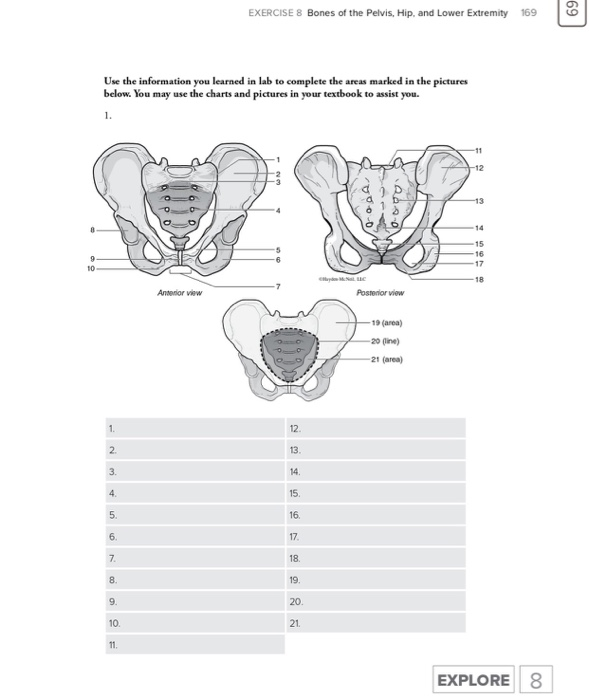 Solved EXERCISE 8 Bones of the Pelvis, Hip, and Lower | Chegg.com