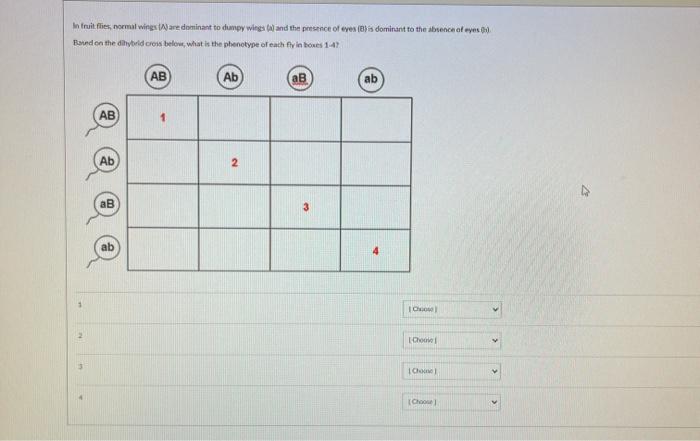 Solved In fruit flies, normal wings are dominant to dumpy | Chegg.com