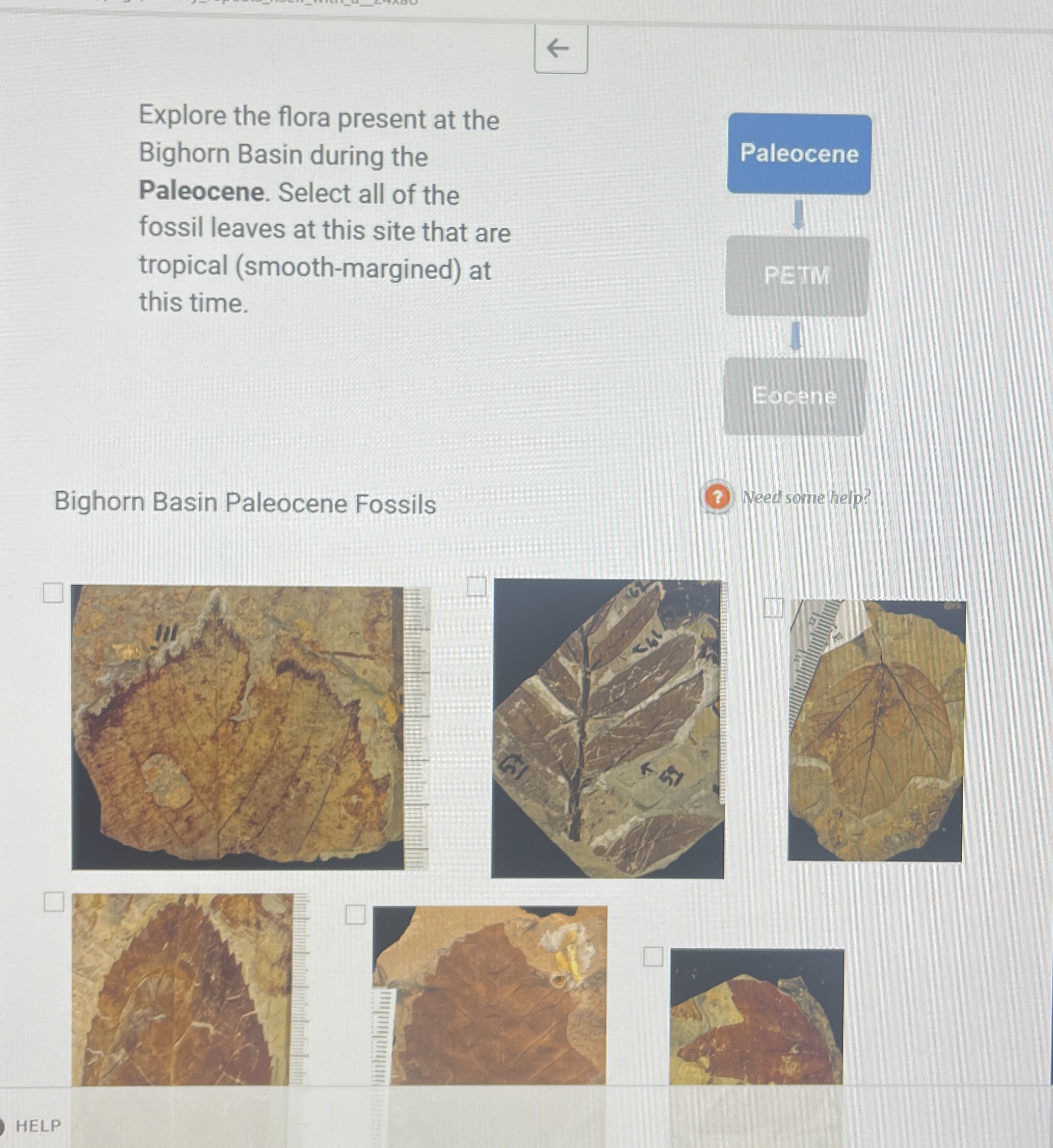 Solved Explore the flora present at the Bighorn Basin during | Chegg.com