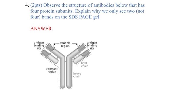 Solved 4. (2pts) Observe the structure of antibodies below | Chegg.com