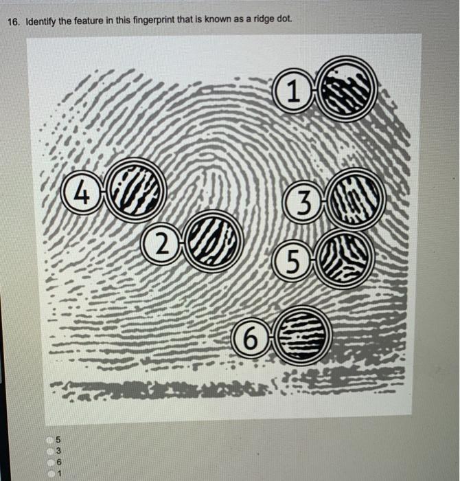 Solved 16. Identify the feature in this fingerprint that is | Chegg.com