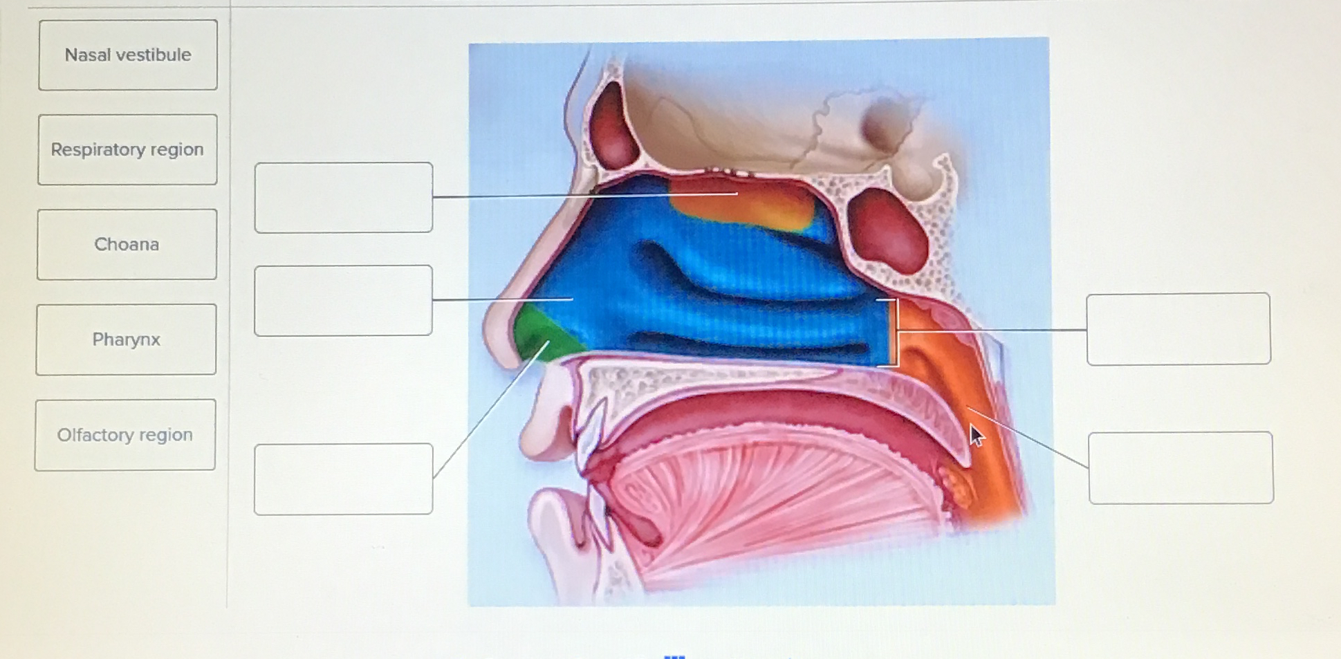 Solved Structures of the upper respiratory tract | Chegg.com