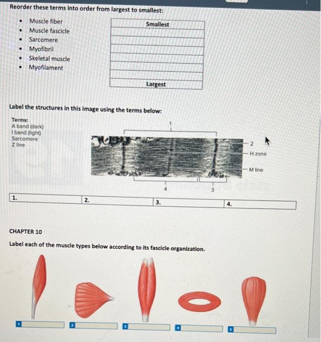 Solved Reorder these terms into order from largest to | Chegg.com
