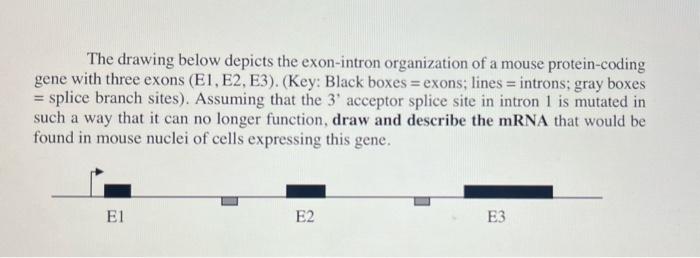 Solved The drawing below depicts the exon-intron | Chegg.com