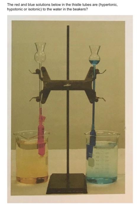Solved The red and blue solutions below in the thistle tubes | Chegg.com