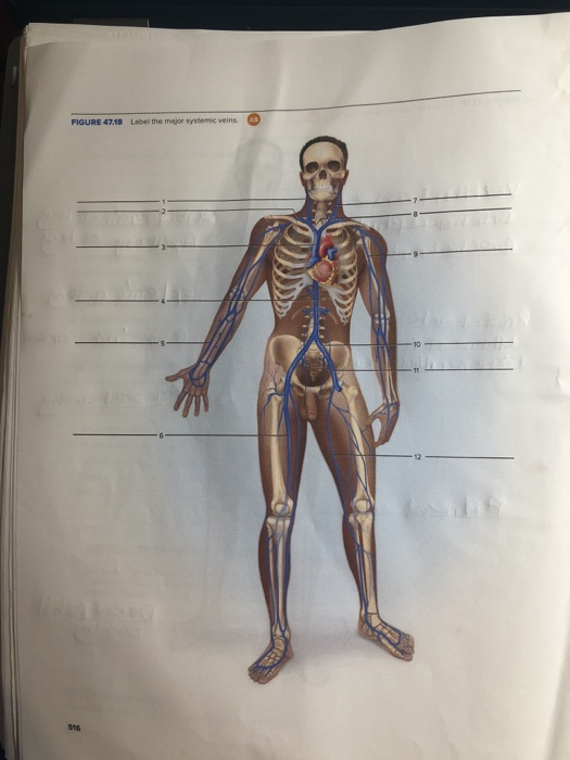 Solved AS FIGURE 47.18 Label the major systemic veins 516 | Chegg.com