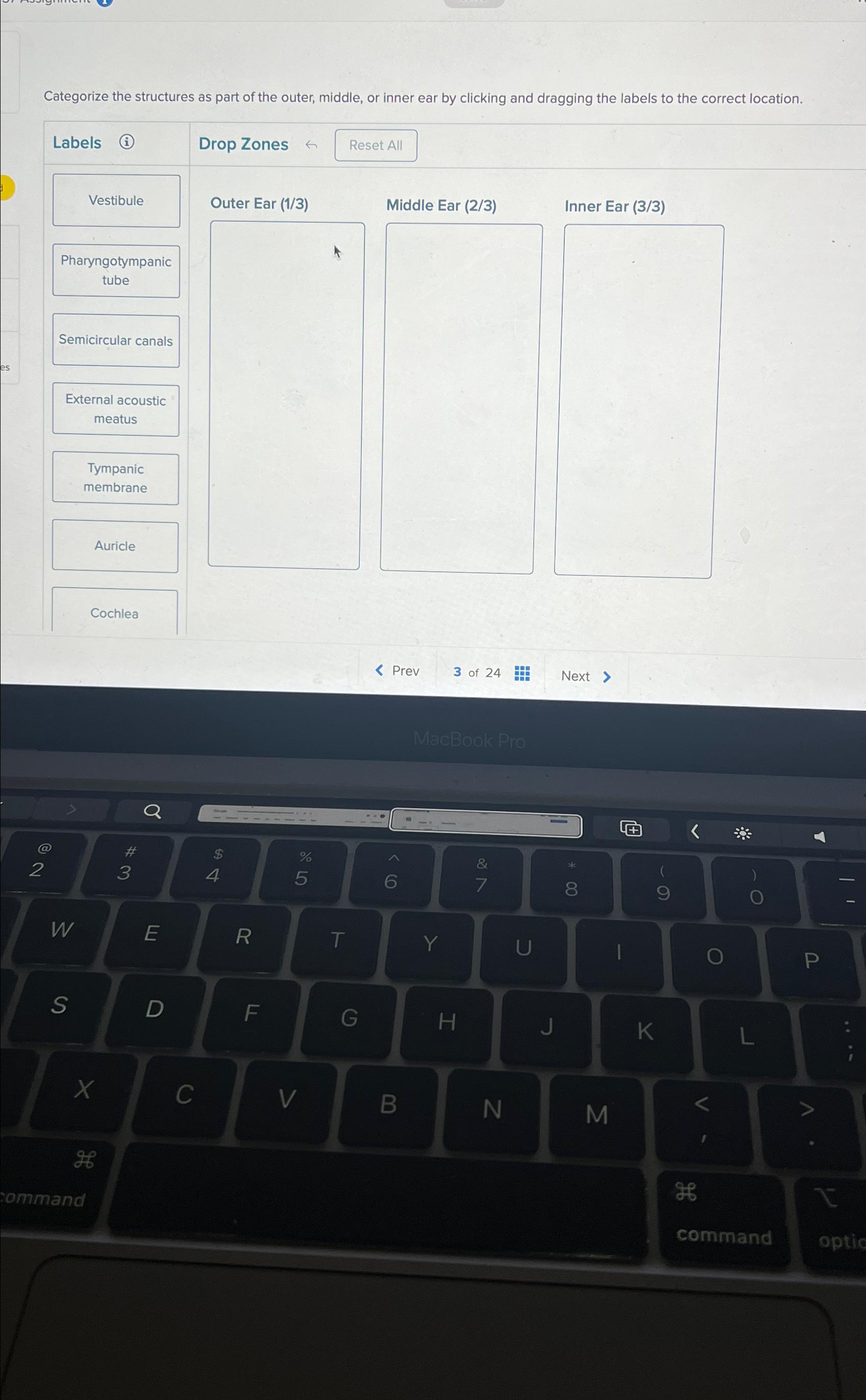 Solved Categorize the structures as part of the outer, | Chegg.com