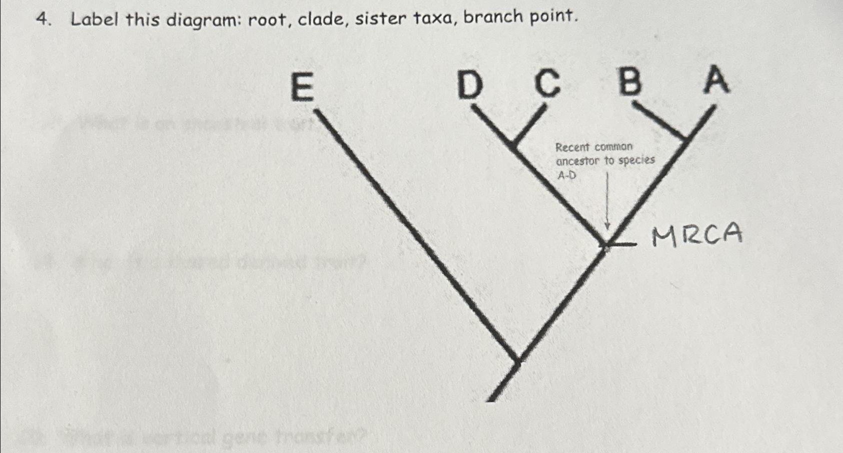 Solved Label this diagram: root, clade, sister taxa, branch | Chegg.com