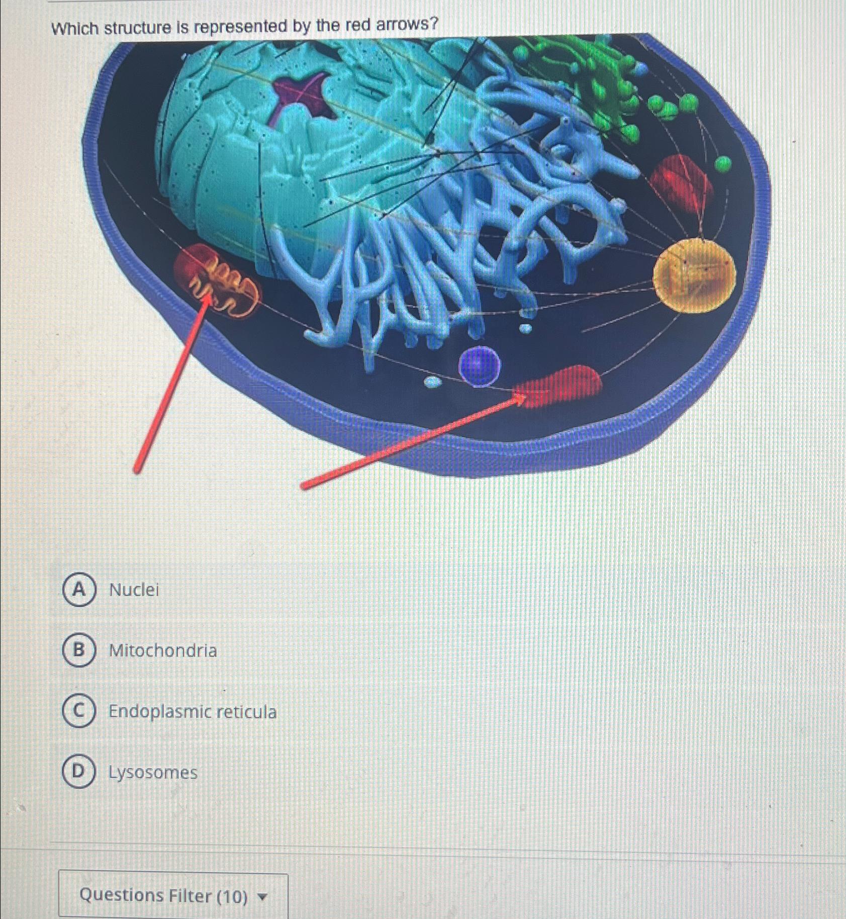 Solved Which structure is represented by the red | Chegg.com