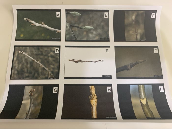 Plant Morphology 2: Twigs and Woody Stems Materials | Chegg.com