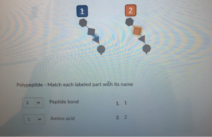 Solved Polypeptide - Match each labeled part with its name | Chegg.com
