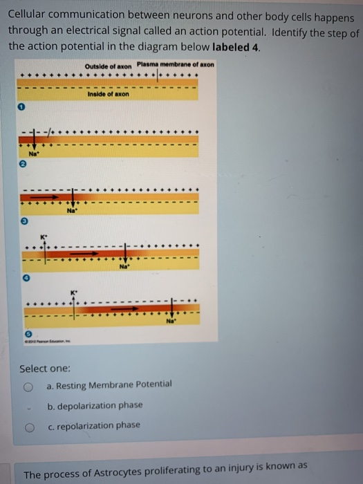 Solved Cellular communication between neurons and other body | Chegg.com