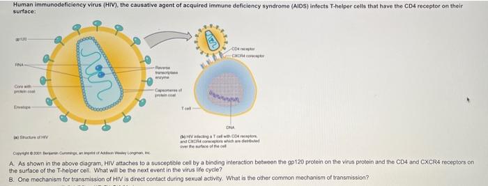 Solved Human immunodeficiency virus (HIV), the causative | Chegg.com