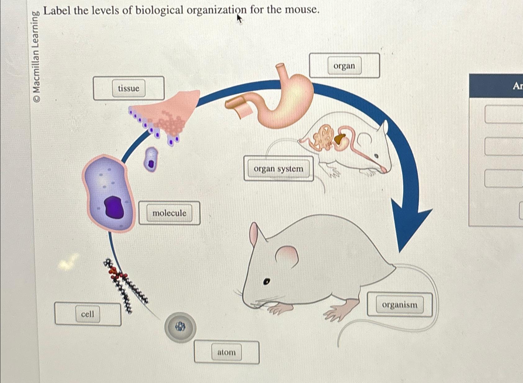 Solved ?∞ ﻿Label the levels of biological organization for | Chegg.com
